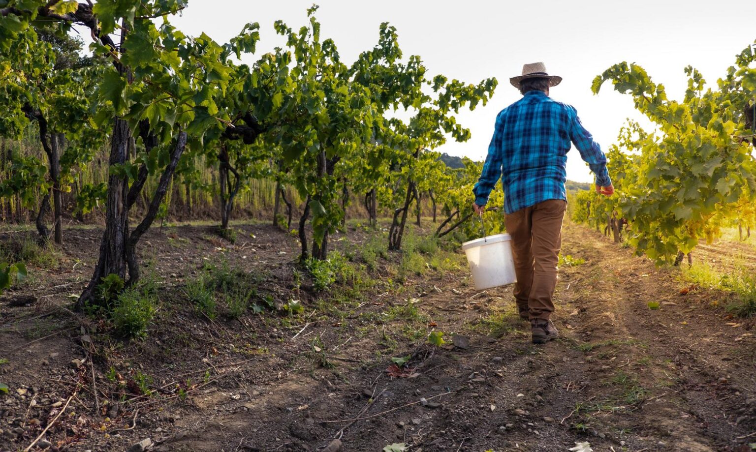Regenerative agriculture: the future of farming for more sustainable ...