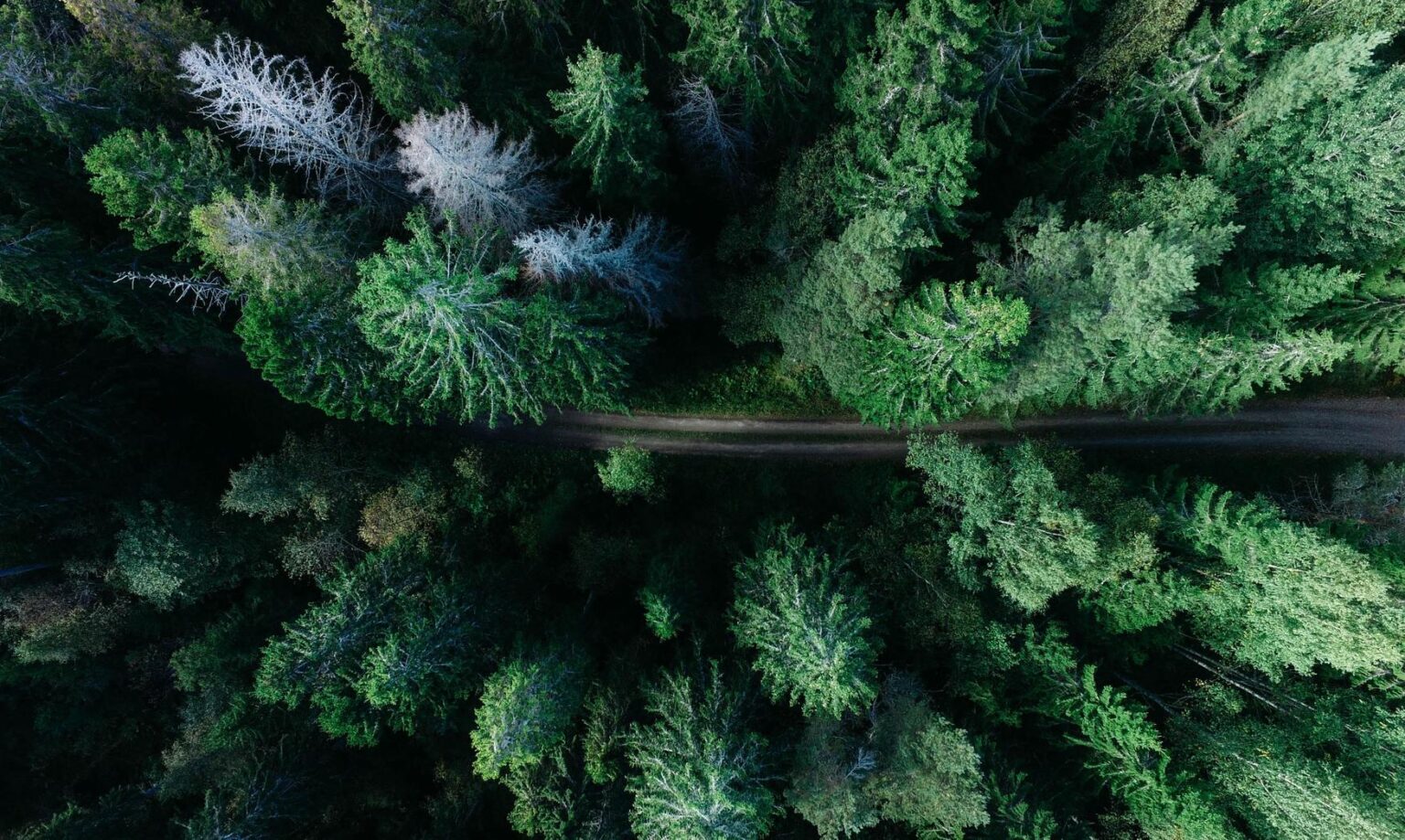 Seeing the forest for the trees: Why an environmental sustainability ...